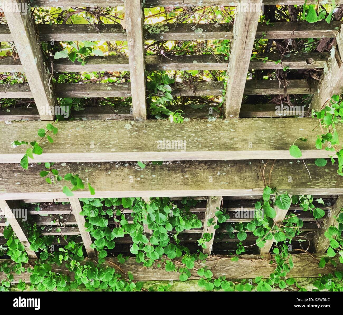 Looking up at a trellis “ceiling” in the gardens at the Mount, the ...
