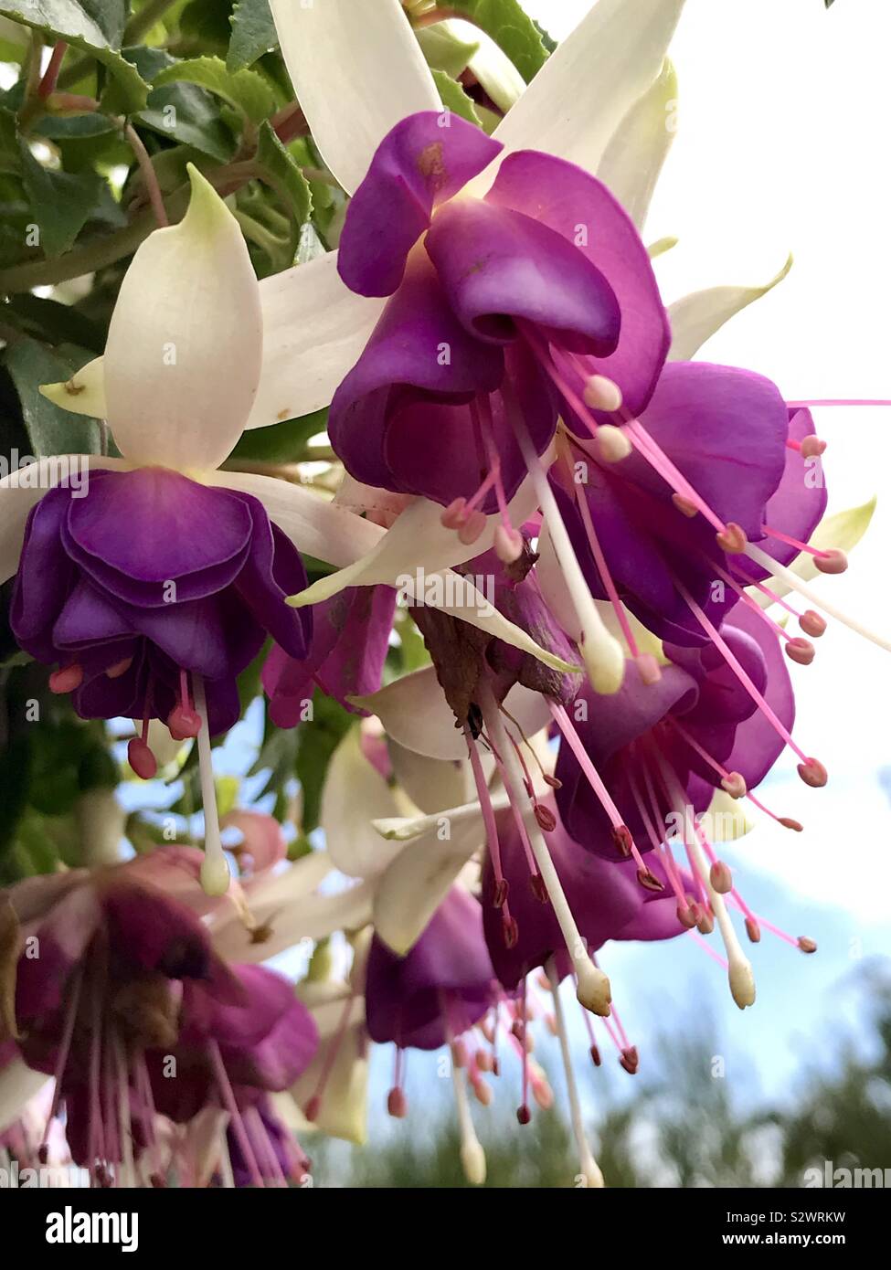 Fuchsia fuchsias hi-res stock photography and images - Alamy
