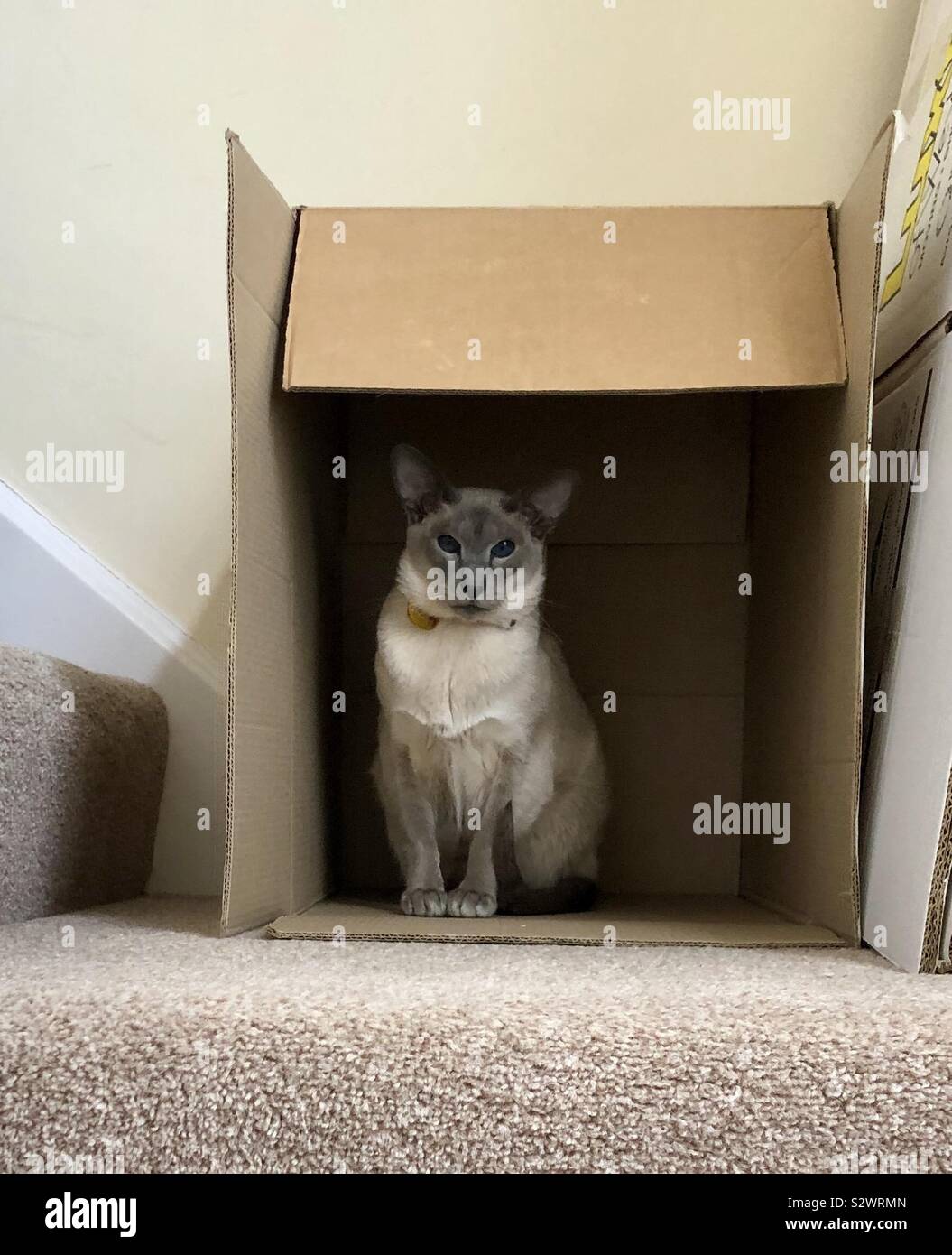 Cat moving house hi-res stock photography and images - Alamy