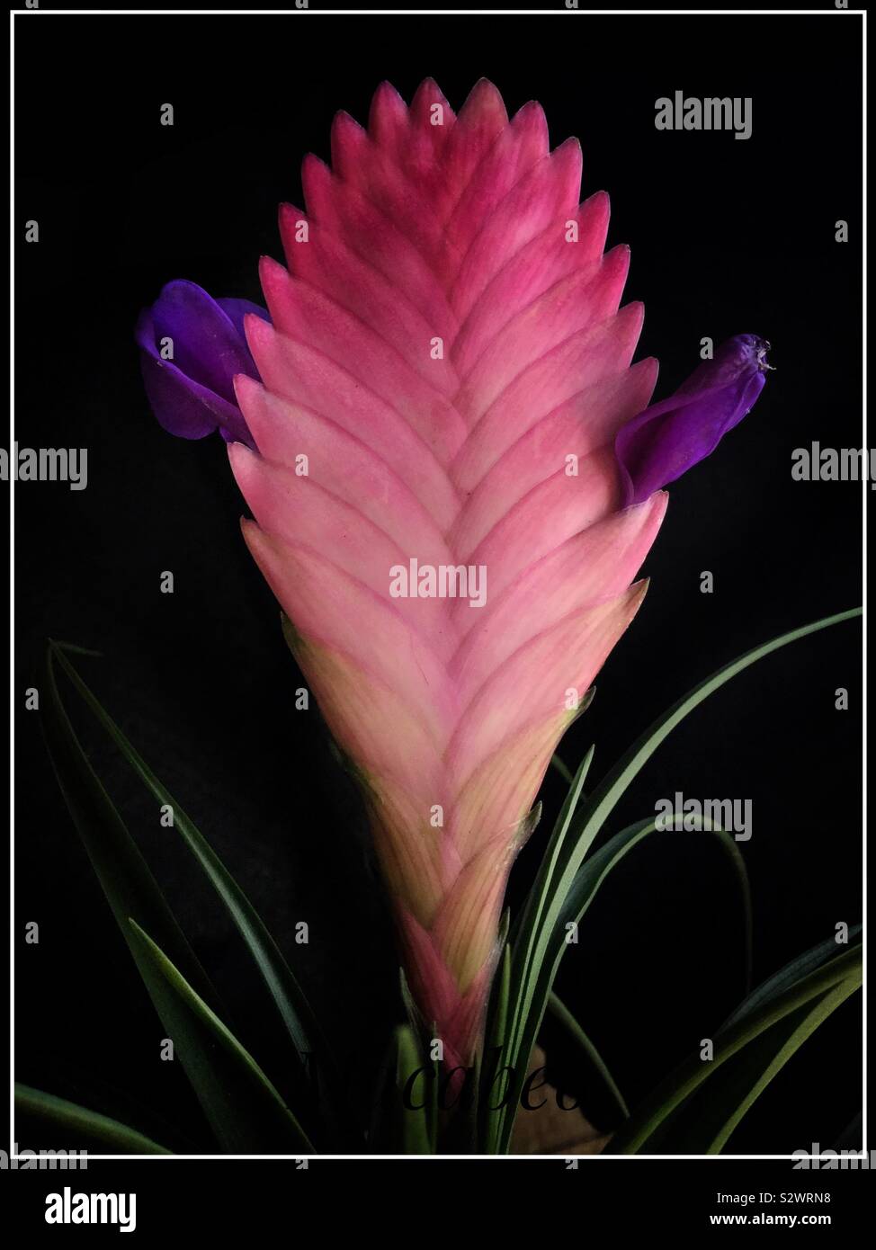 Bromelia “Tillandsia cyanea” in flower Stock Photo - Alamy