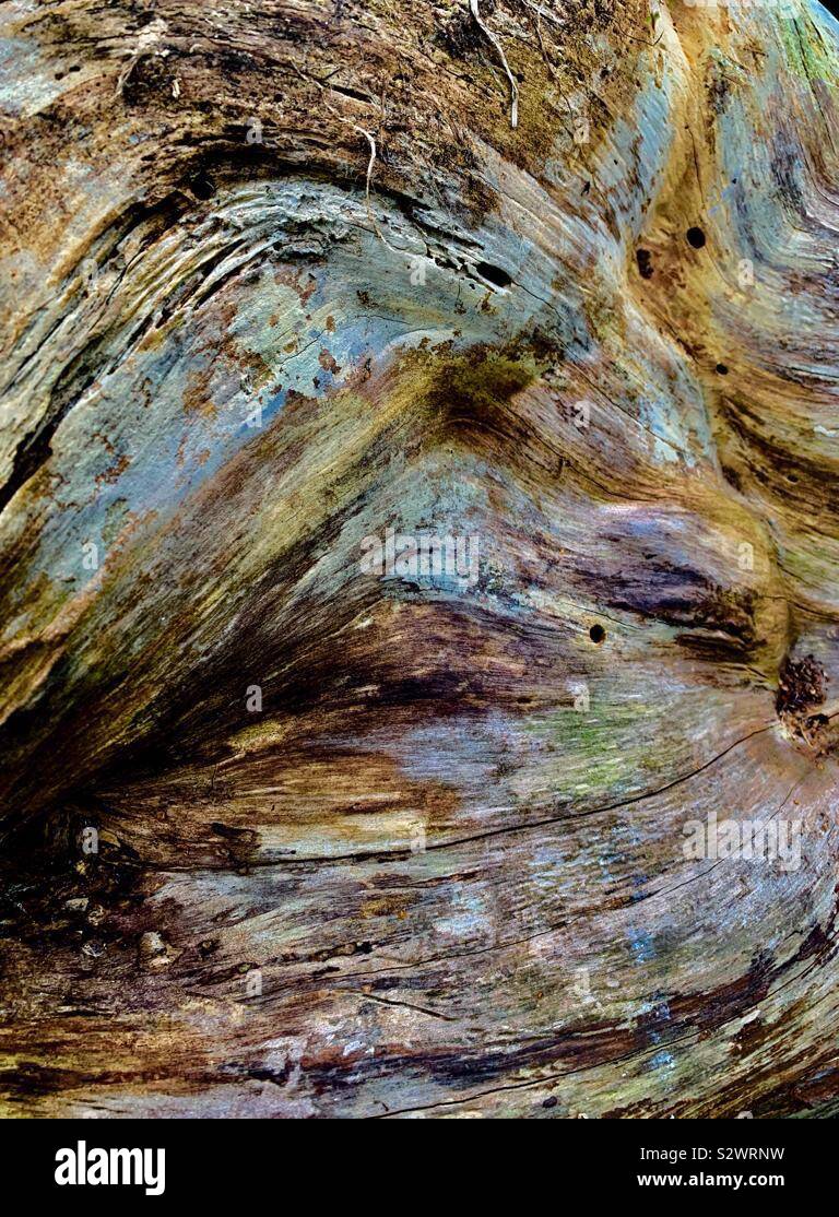 Side of a dead tree log in Pergola and Hill Gardens Park Stock Photo ...