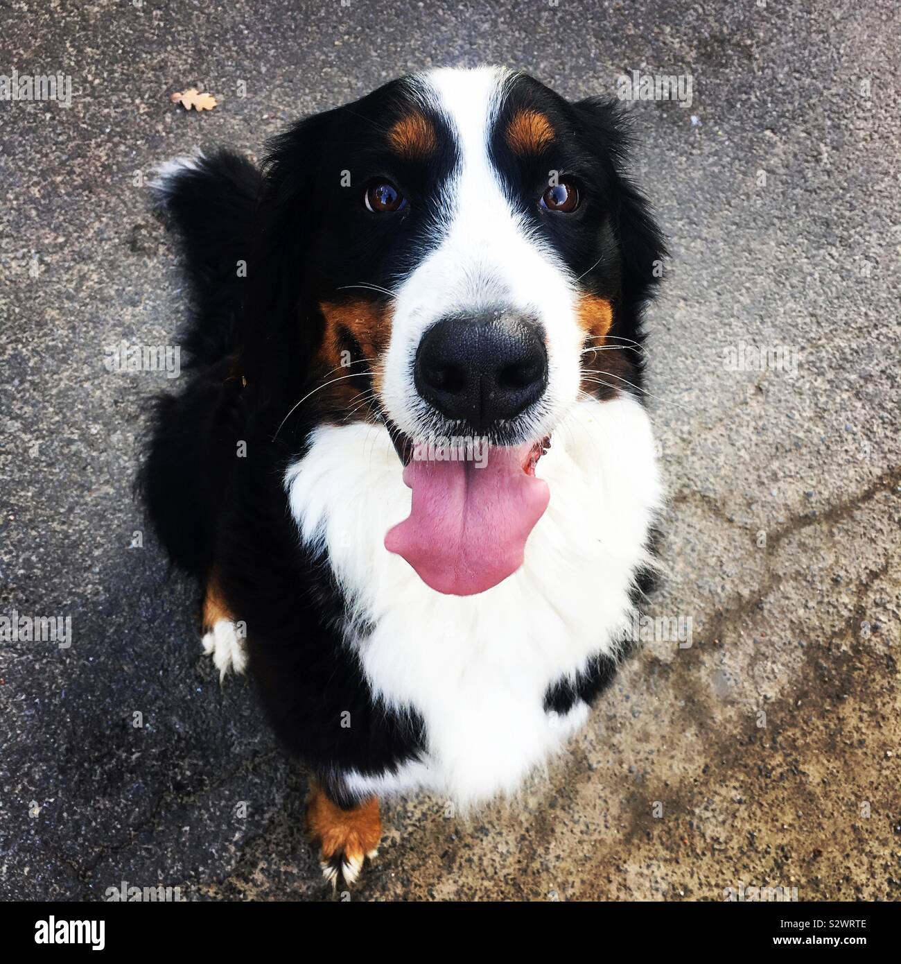 Sennen dog hi-res stock photography and images - Alamy