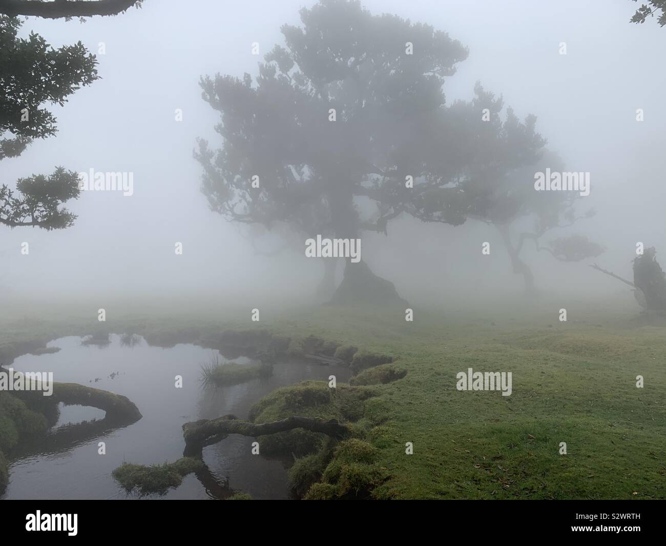 Tree of life Stock Photo - Alamy