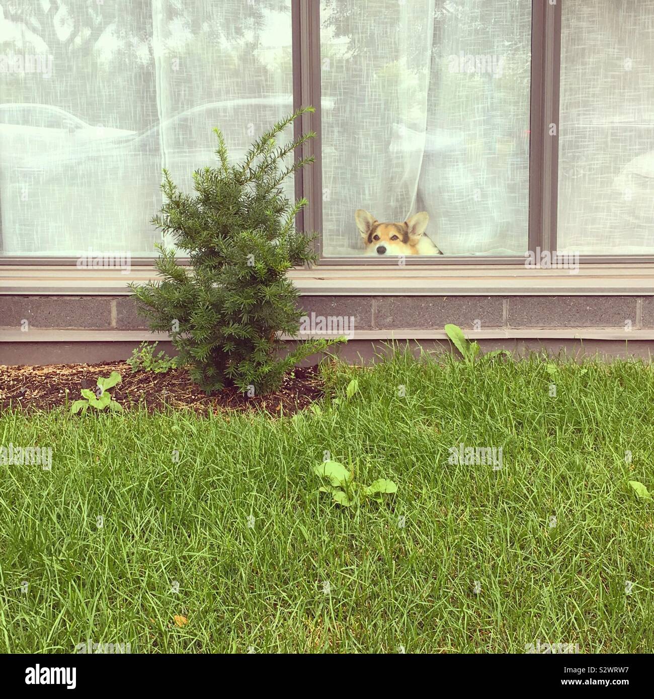 Dog peeking from window Stock Photo - Alamy
