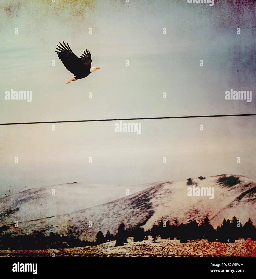 An alf Eagle flying over snow Stock Photo - Alamy