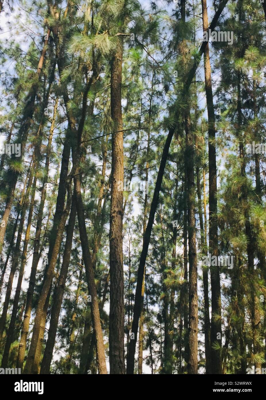 Tall trees along Railway line Stock Photo - Alamy