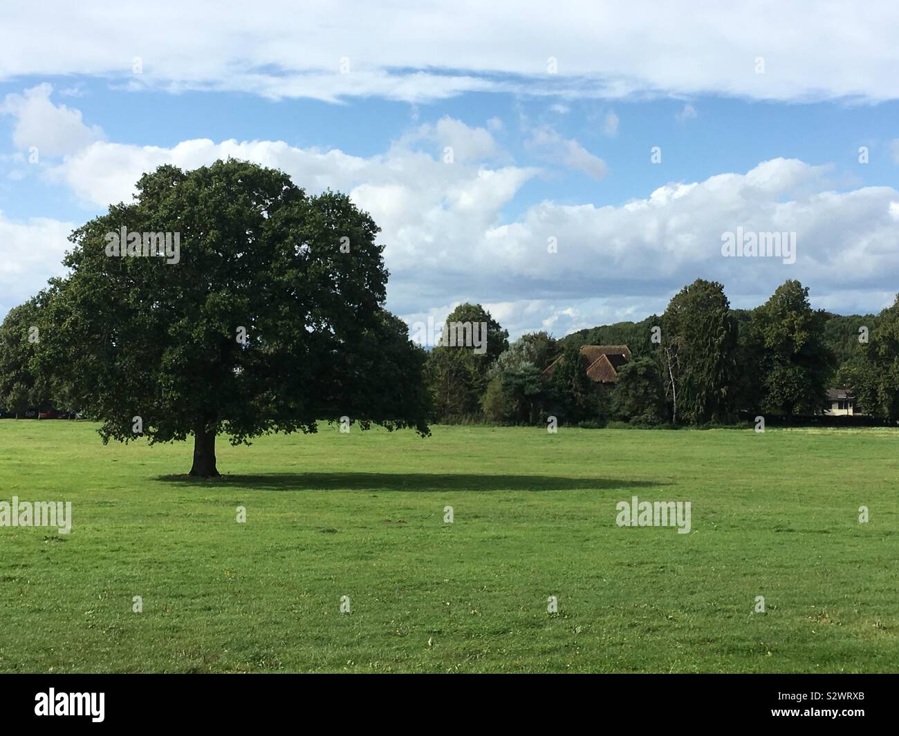 Field with huge tree and shadow and blue skies on and English summer ...