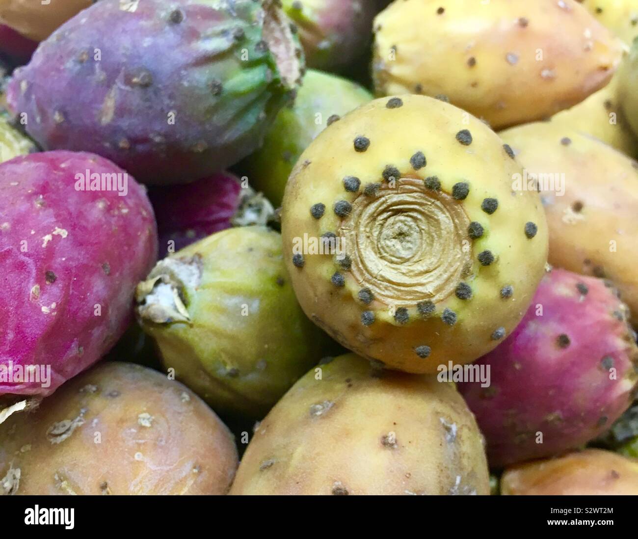 Prickly pears coloured hi-res stock photography and images - Alamy