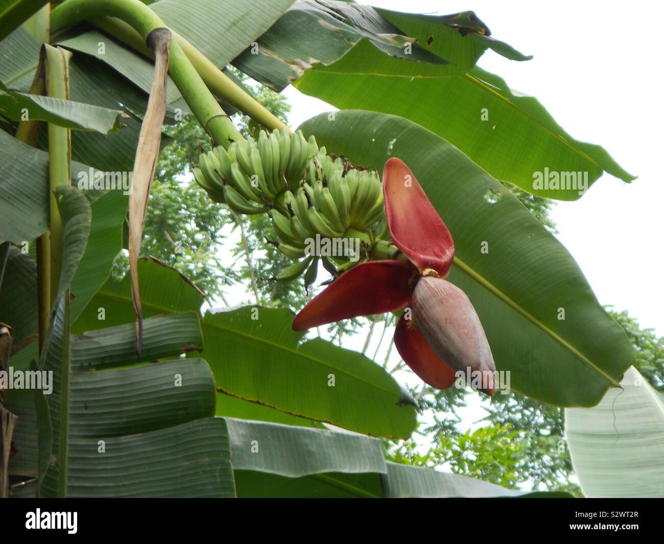 Banana tree flower hi-res stock photography and images - Alamy
