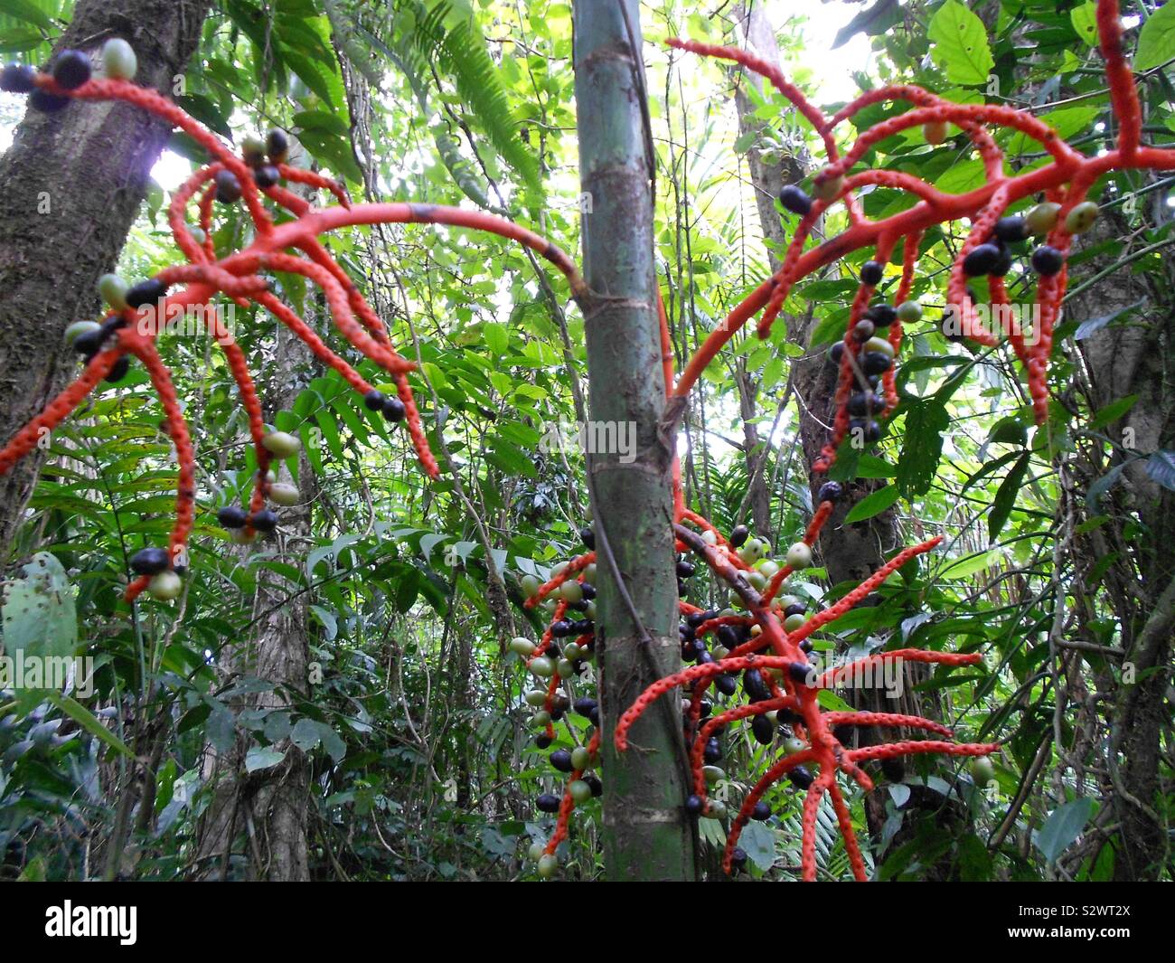 Tree, Costa Rica Stock Photo - Alamy