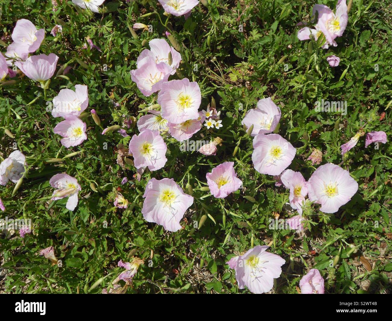 Texas swamp hi-res stock photography and images - Alamy