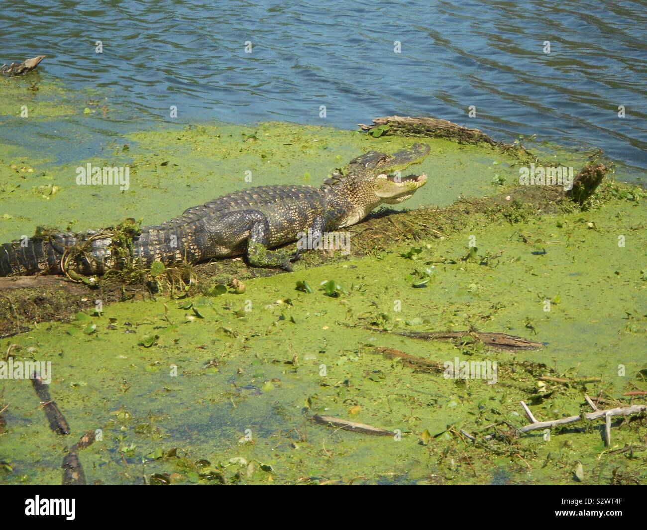 Alligator swamp teeth hi-res stock photography and images - Alamy