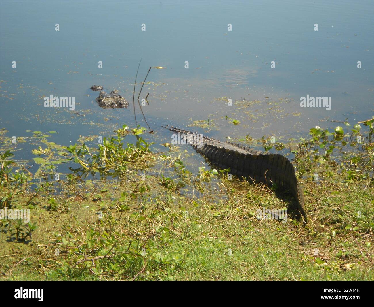 Alligator tail hi-res stock photography and images - Alamy