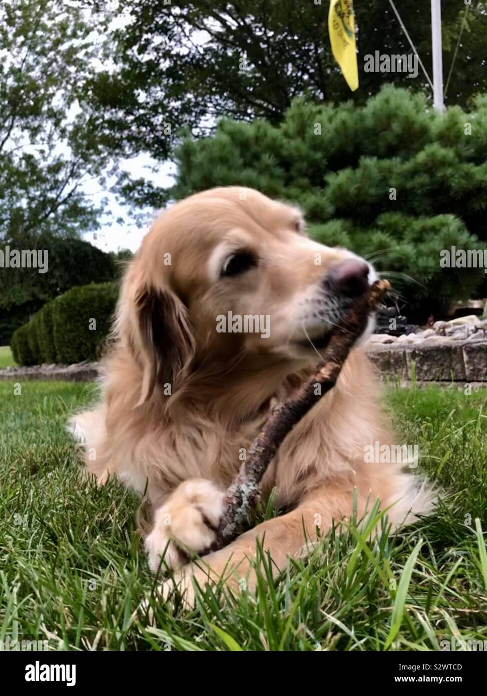 Golden retriever chewing stick hi-res stock photography and images - Alamy