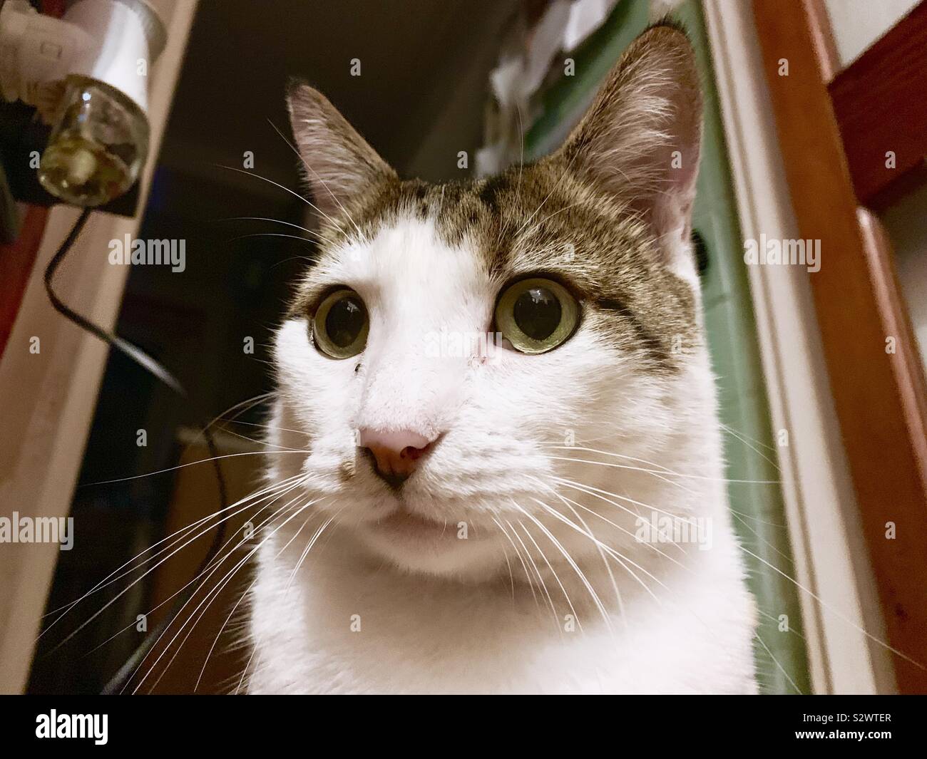 Spooked cat hi-res stock photography and images - Alamy