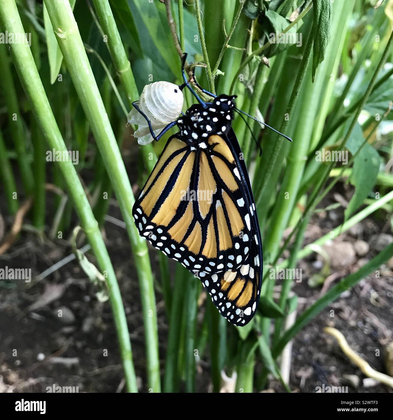 Emerging butterfly hi-res stock photography and images - Alamy