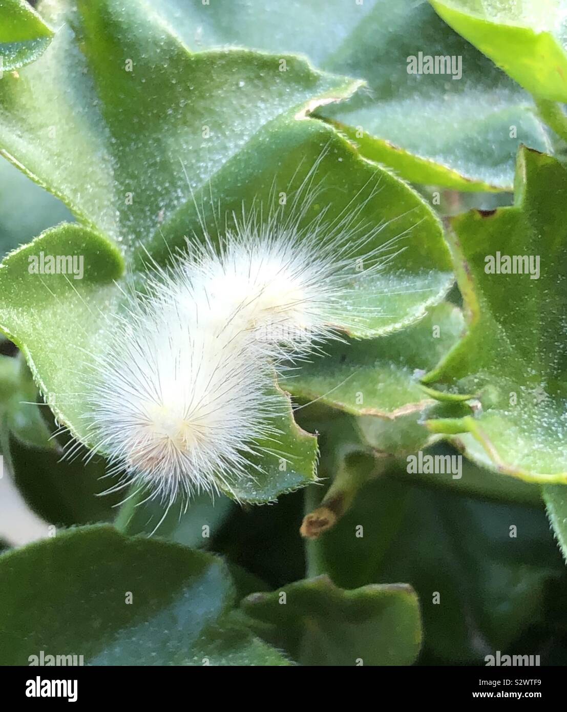 Fluffy Leaf High Resolution Stock Photography and Images - Alamy