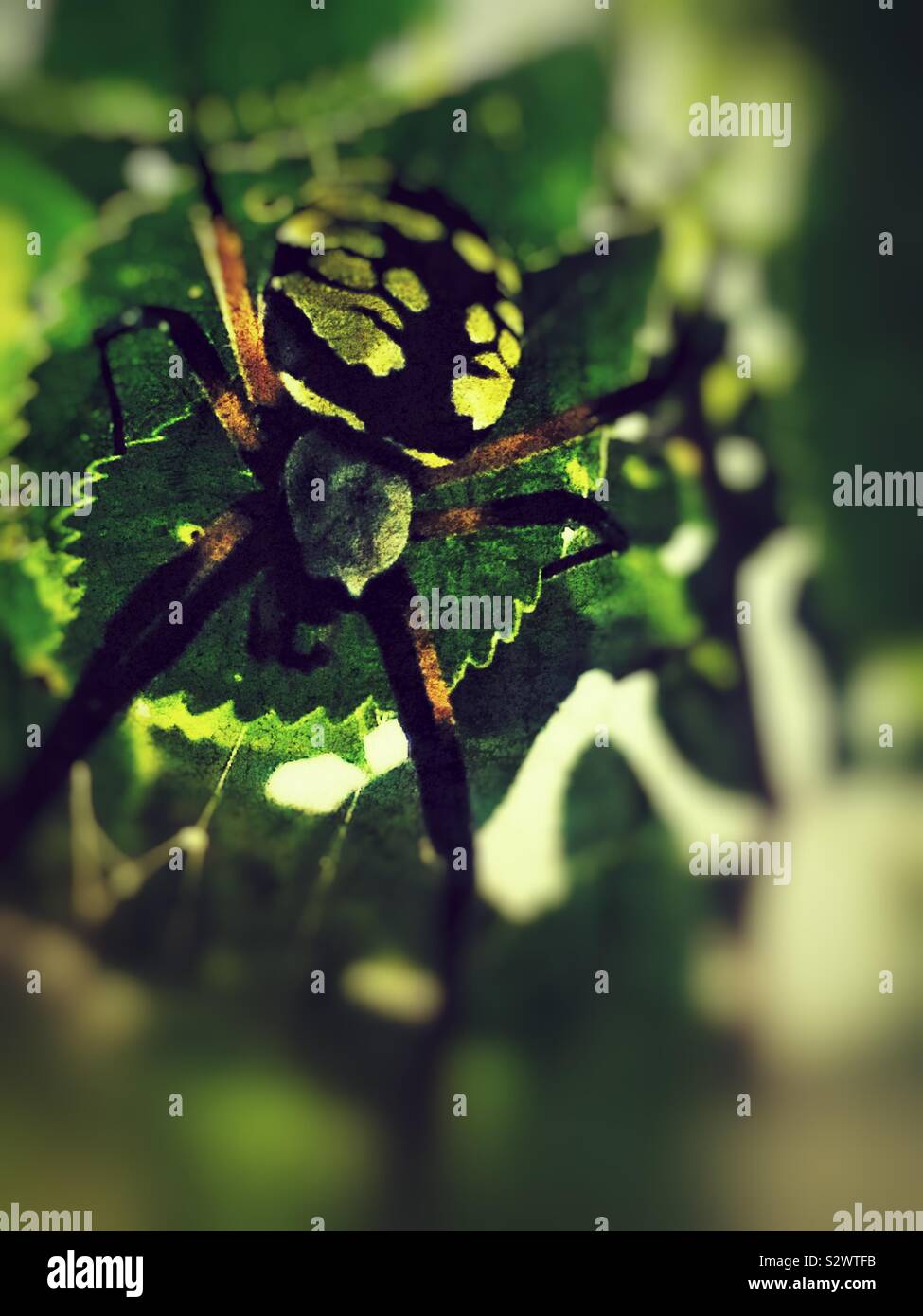 Torn apart tree hi-res stock photography and images - Alamy