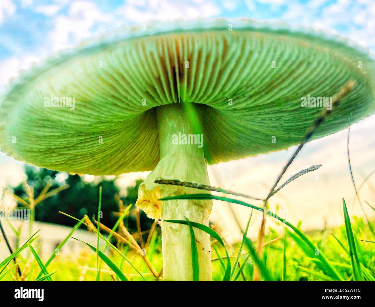 Mushroom of the sun hi-res stock photography and images - Alamy