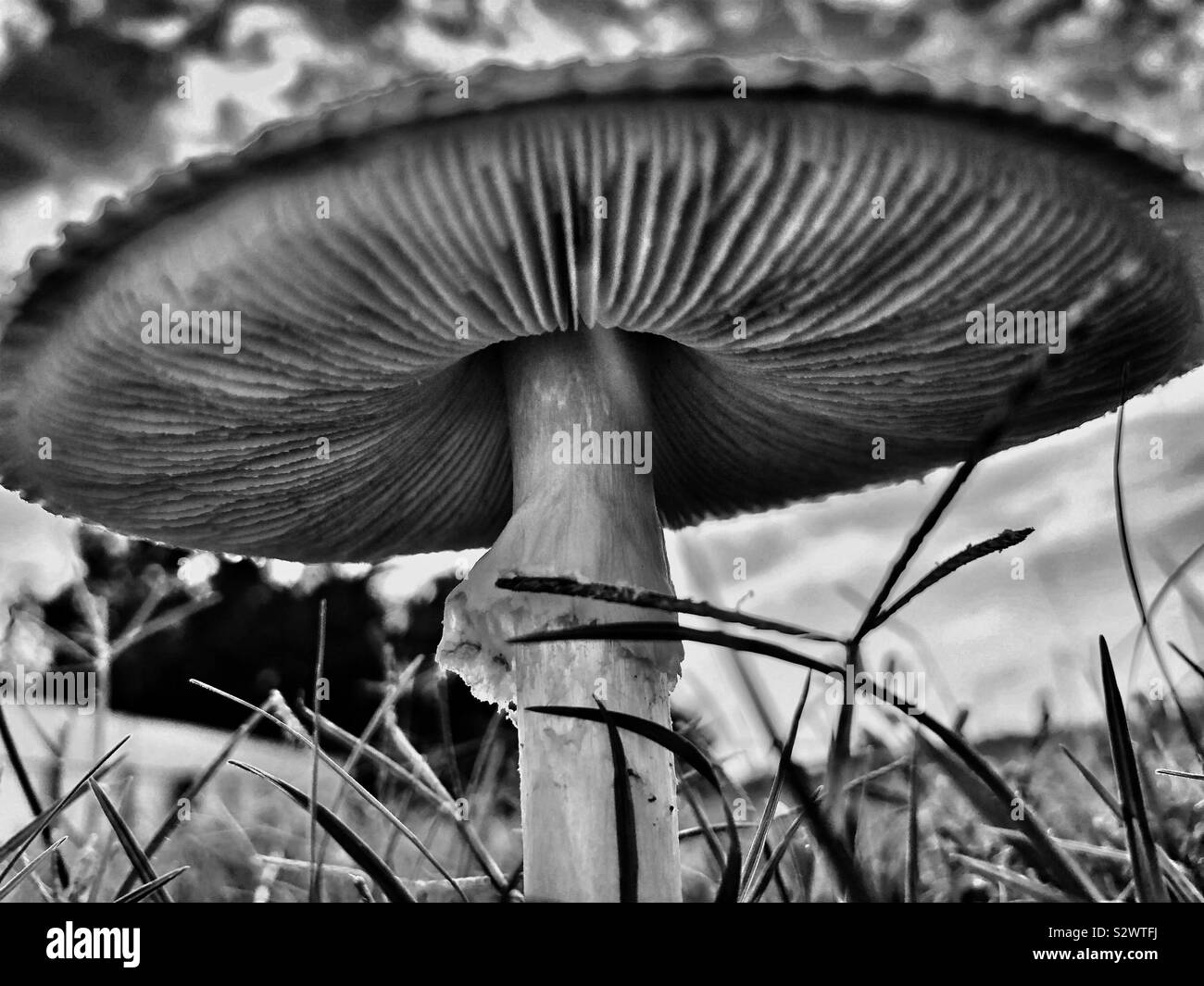 Mushroom Black and White Stock Photos & Images - Alamy