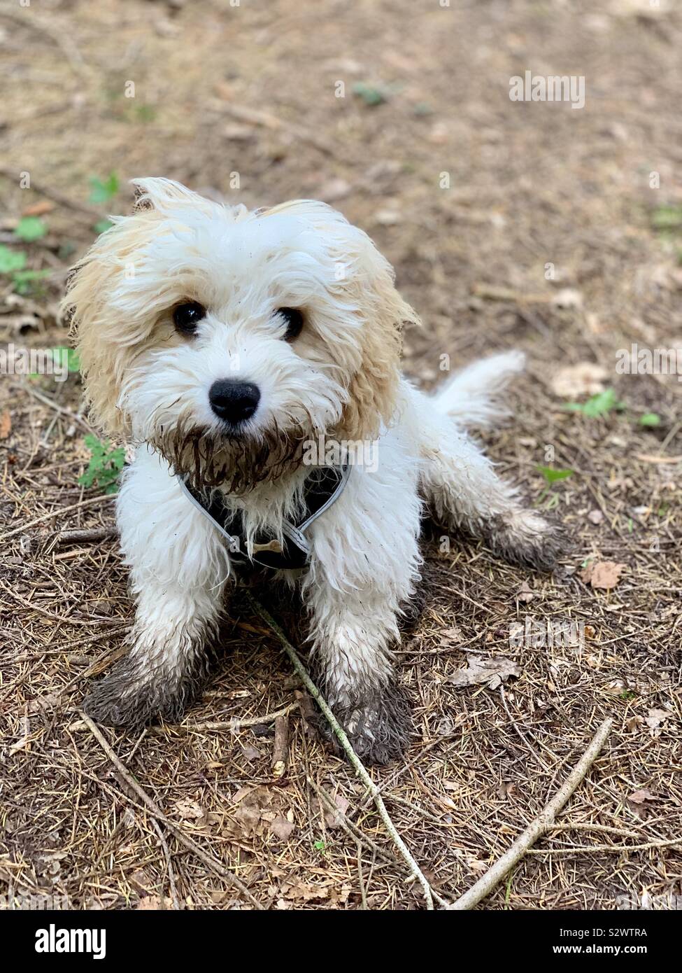 Ralph the dog hi-res stock photography and images - Alamy