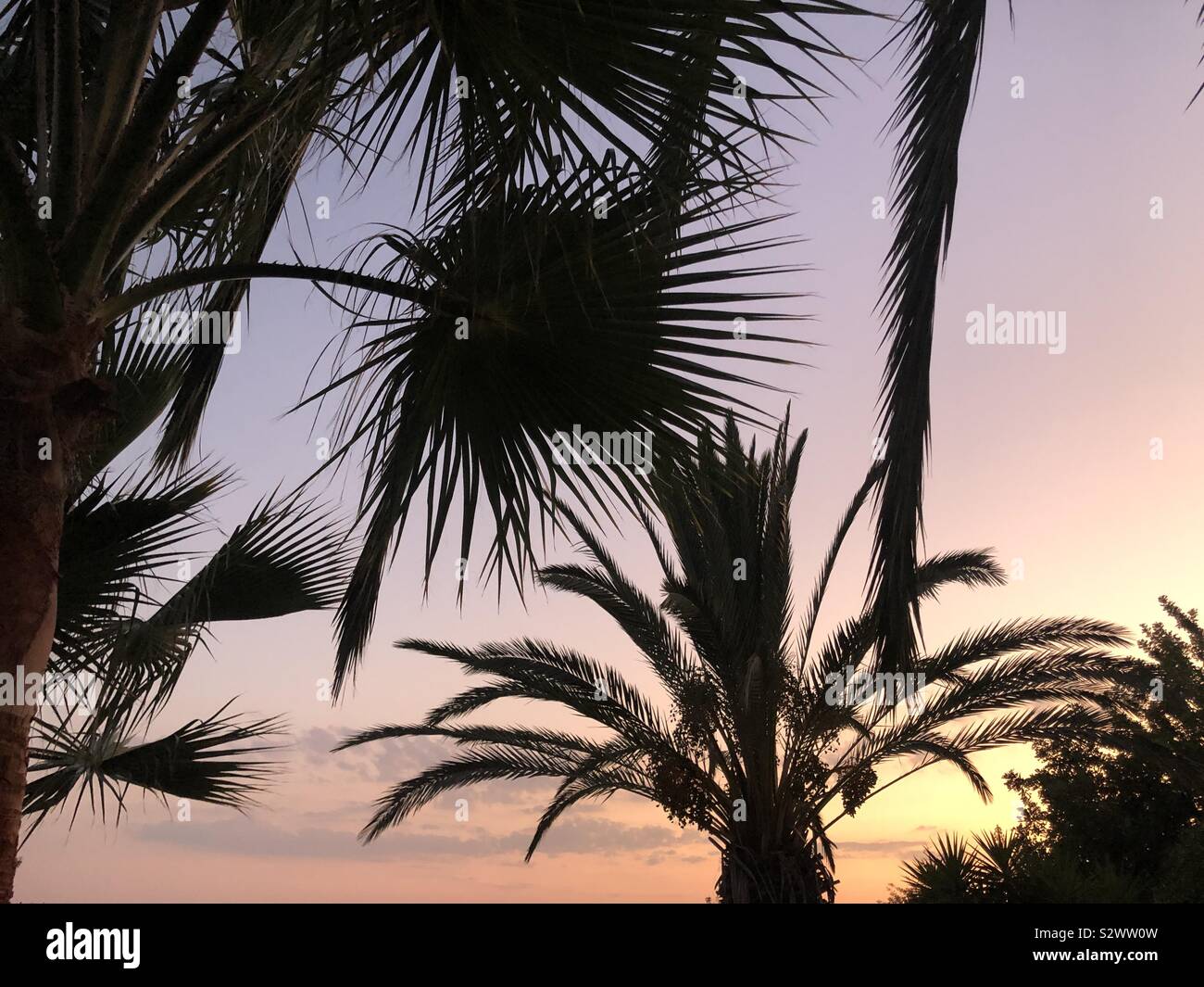 Purple and yellow palm tree hi-res stock photography and images - Alamy
