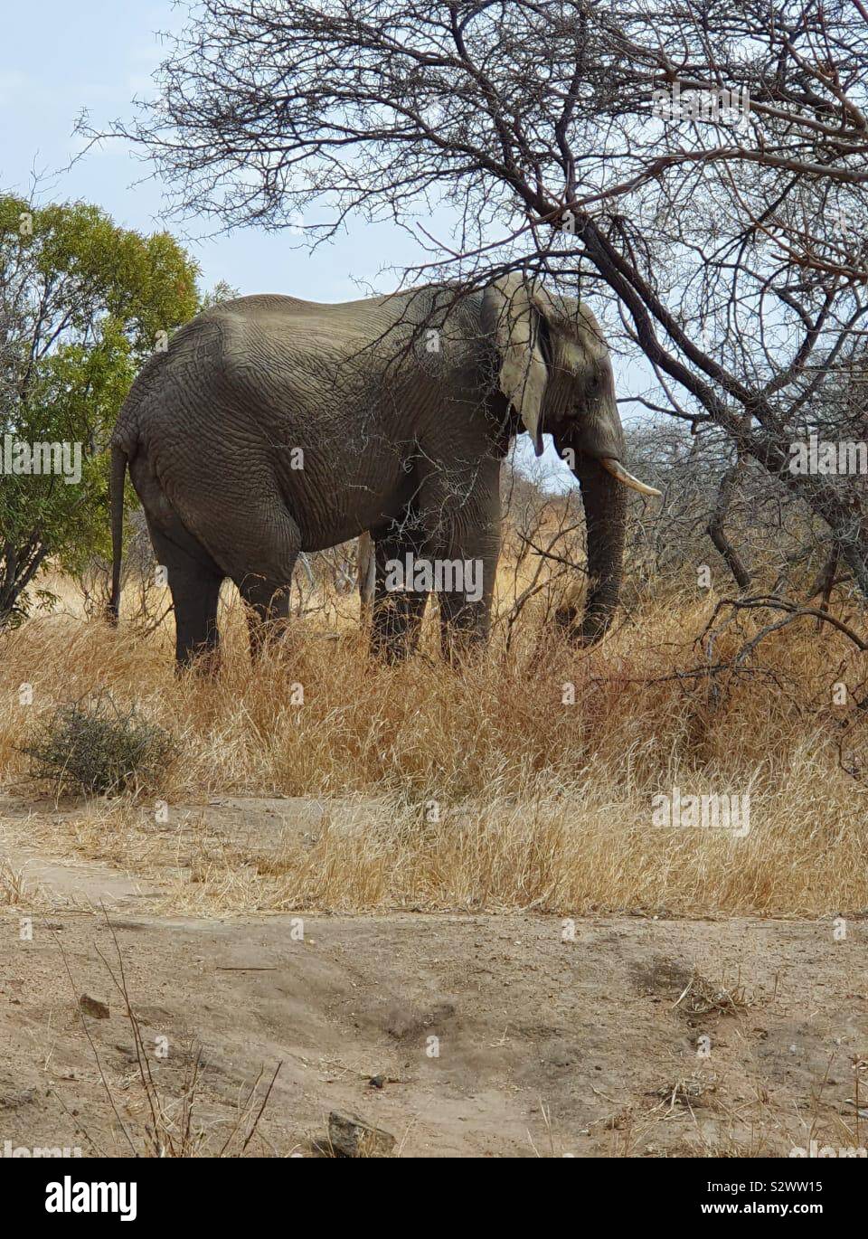 Safari in Africa, first time seeing an elephant Stock Photo - Alamy