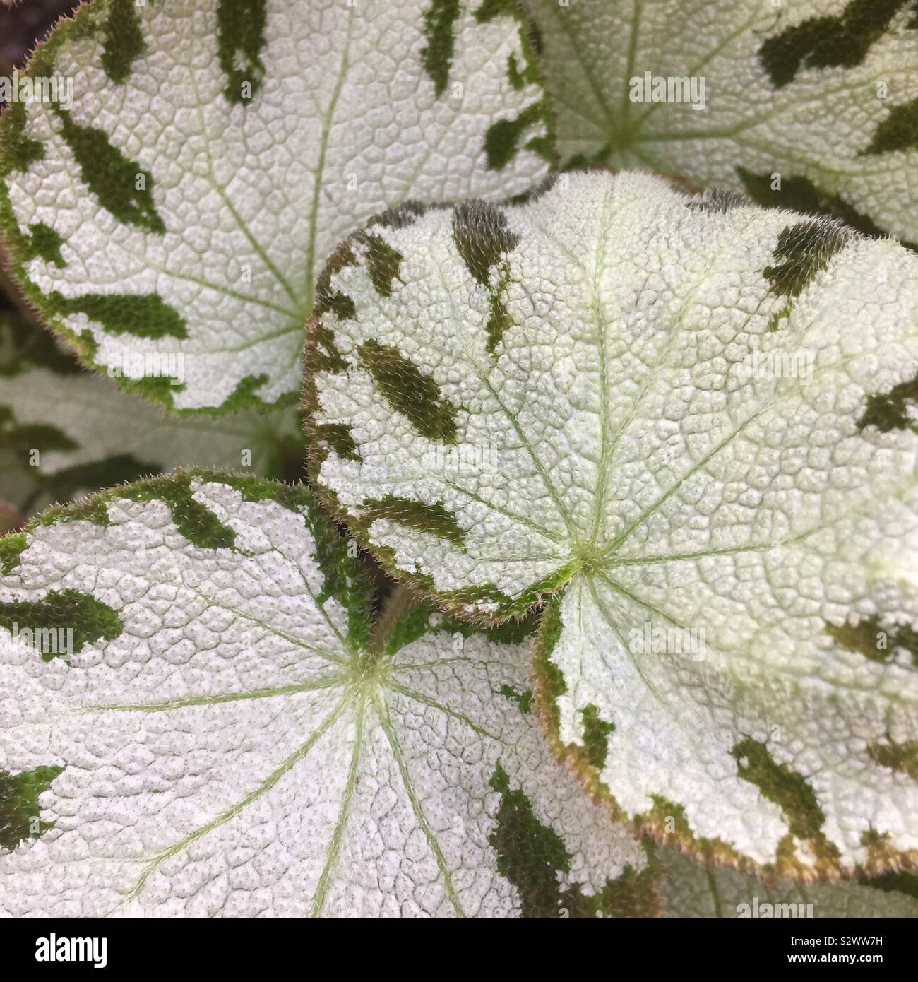 Begonia silver jewel Stock Photo - Alamy