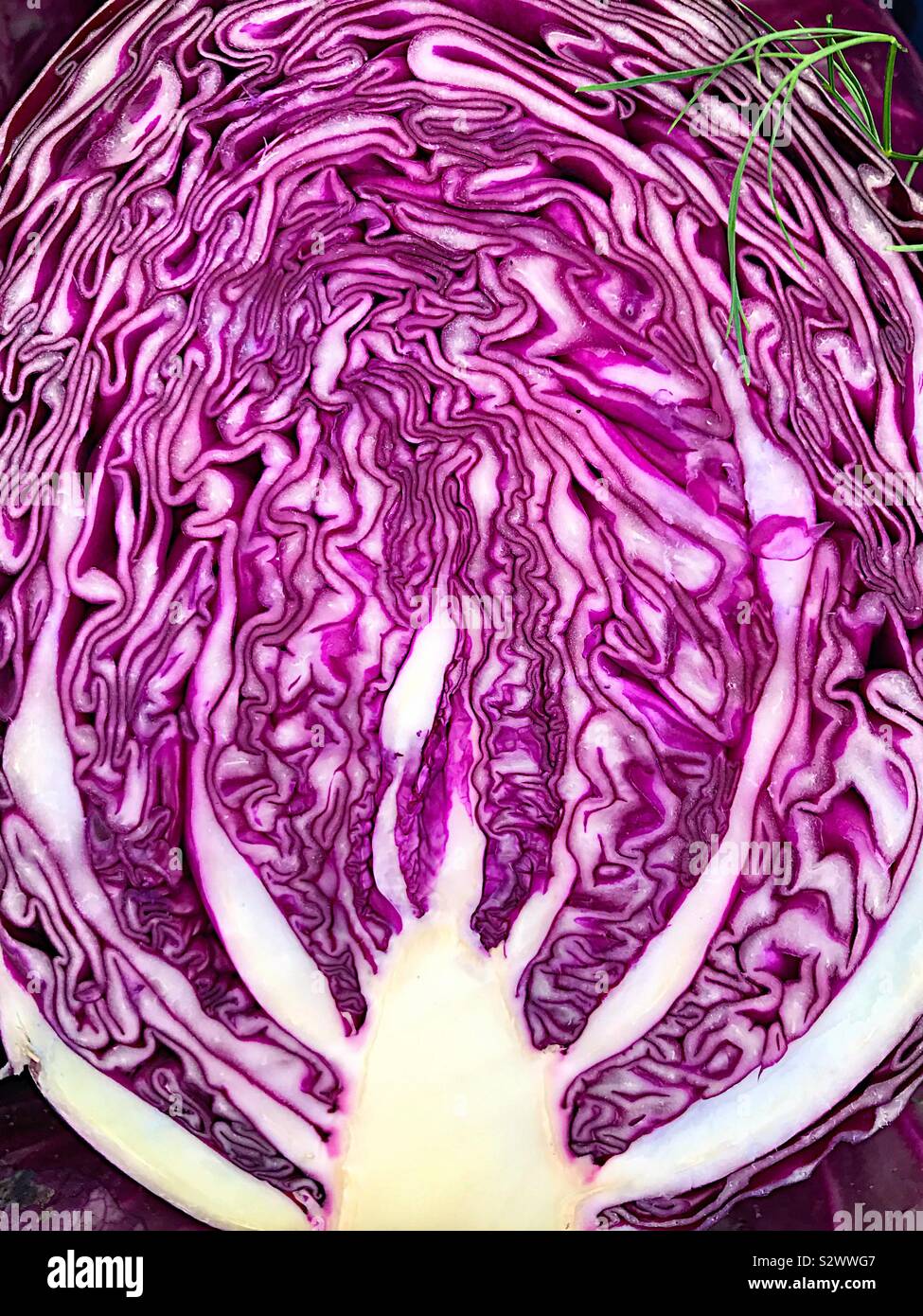 Purple cabbage cross-section detail Stock Photo - Alamy