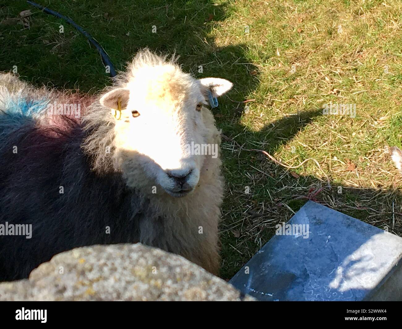 Herdy sheep hi-res stock photography and images - Alamy