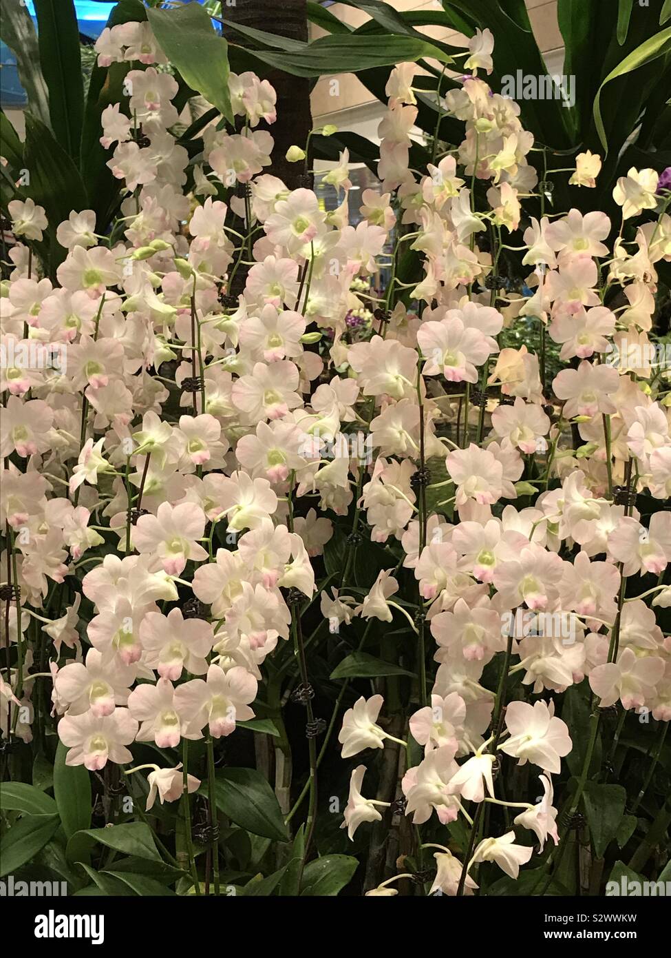 Bunch of orchids hi-res stock photography and images - Alamy