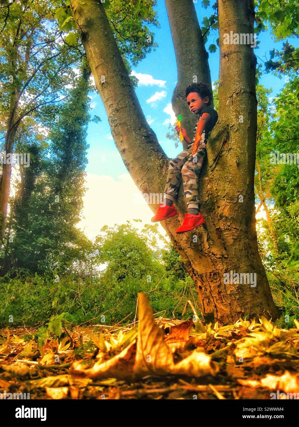 Little boy sitting in a tree with autumn leaves Stock Photo - Alamy
