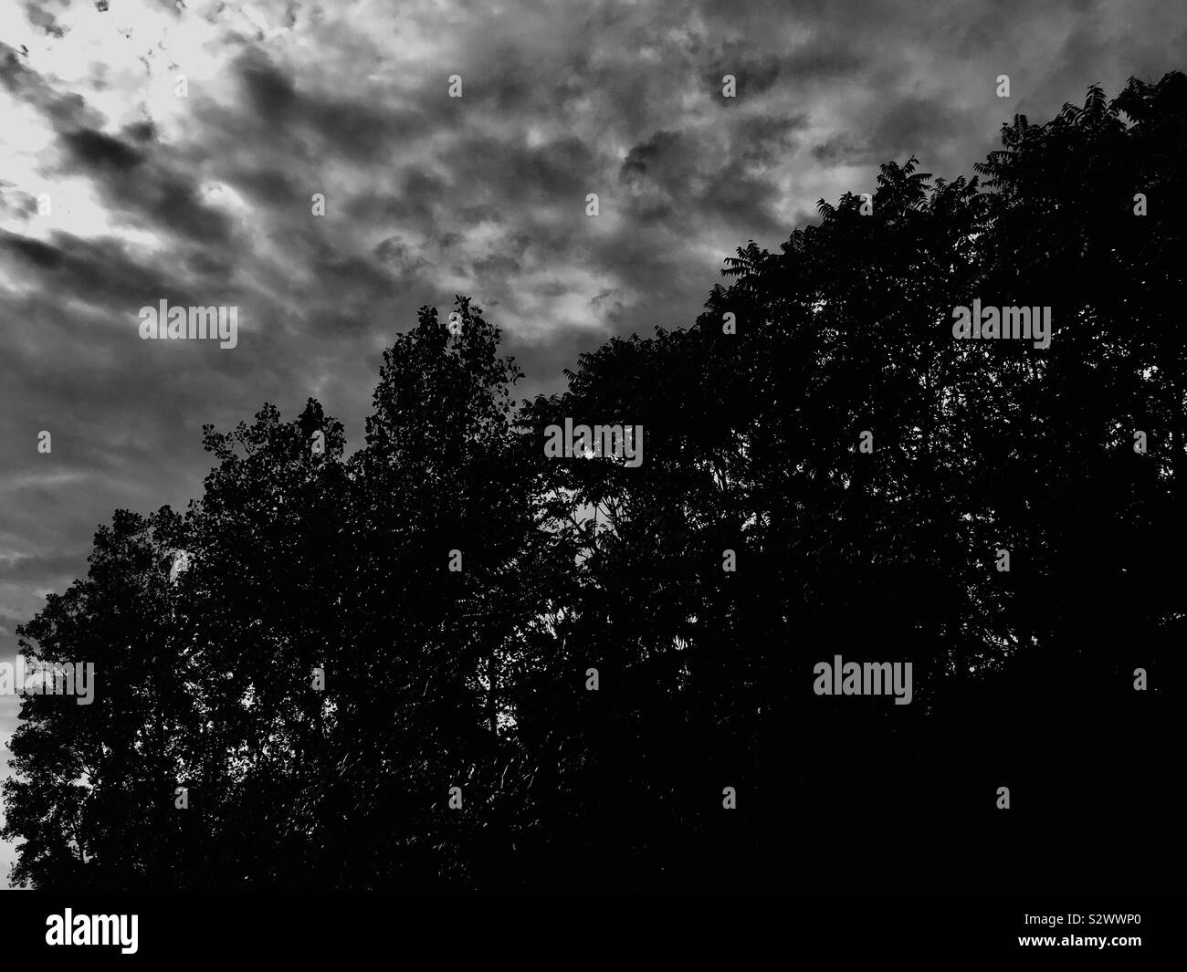 Beautiful tree top picture Black and White Stock Photos & Images - Alamy