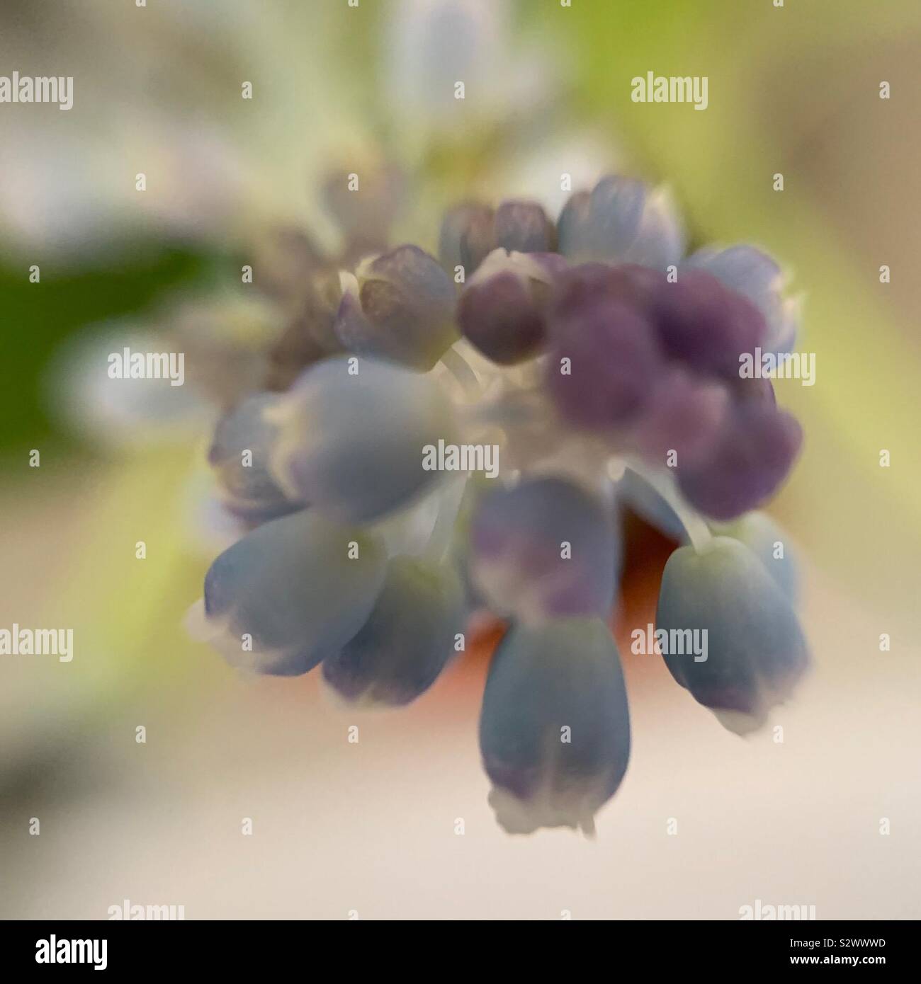 Budding flowers hi-res stock photography and images - Alamy