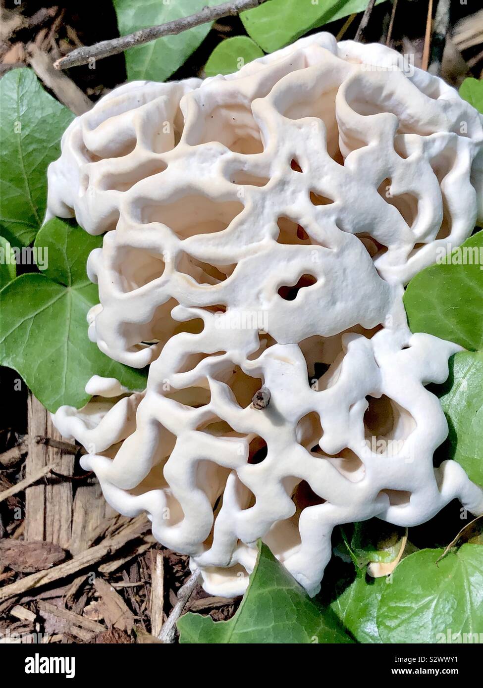 Puffball fungus hi-res stock photography and images - Alamy