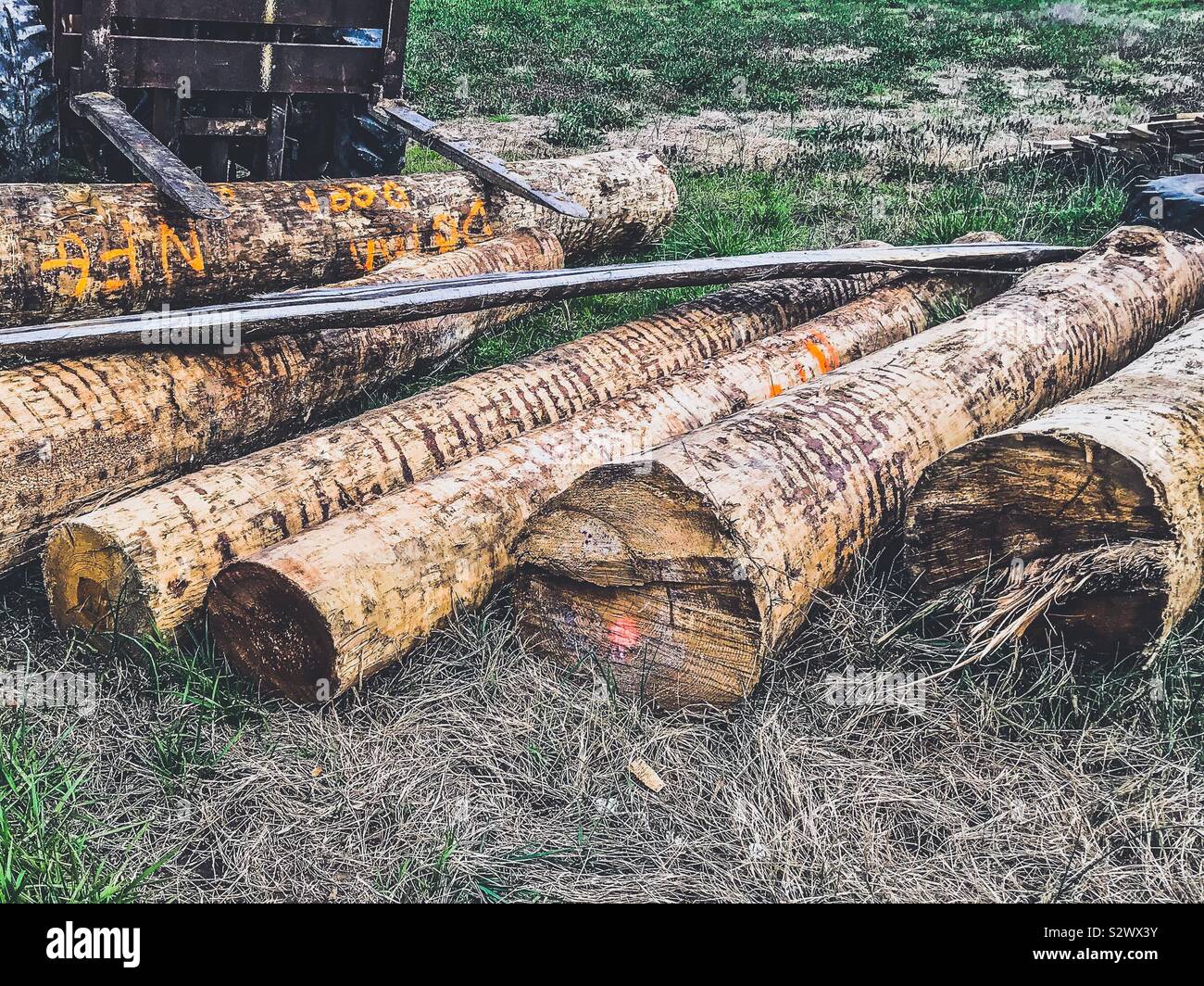 Rejected timber from sawmill Stock Photo - Alamy