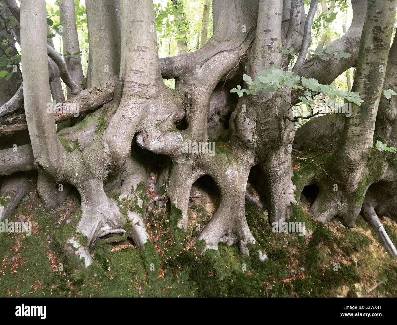 Roots cool hi-res stock photography and images - Alamy