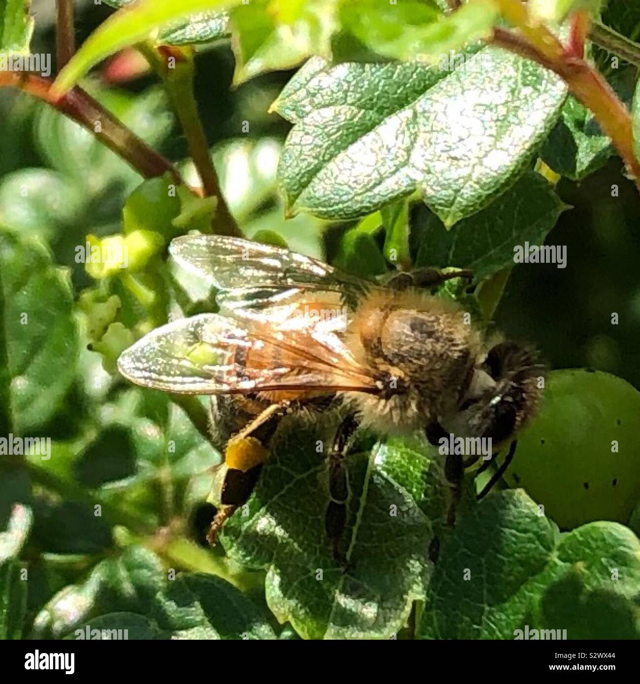 Closeup honeybee hi-res stock photography and images - Alamy