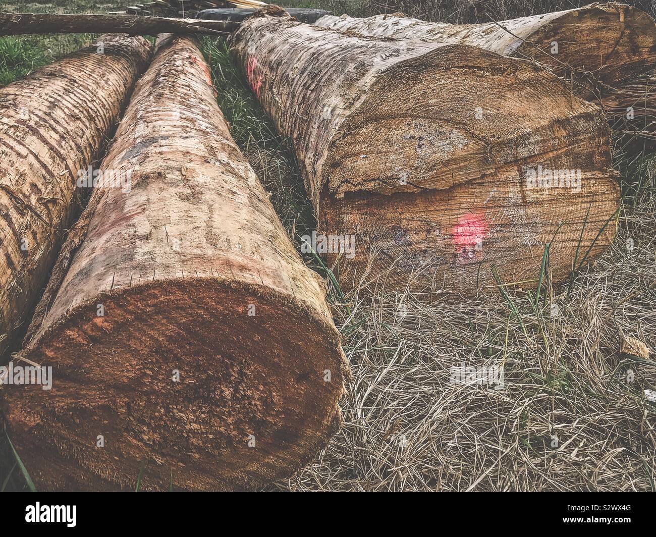 Reject pile of timber from sawmill Stock Photo - Alamy