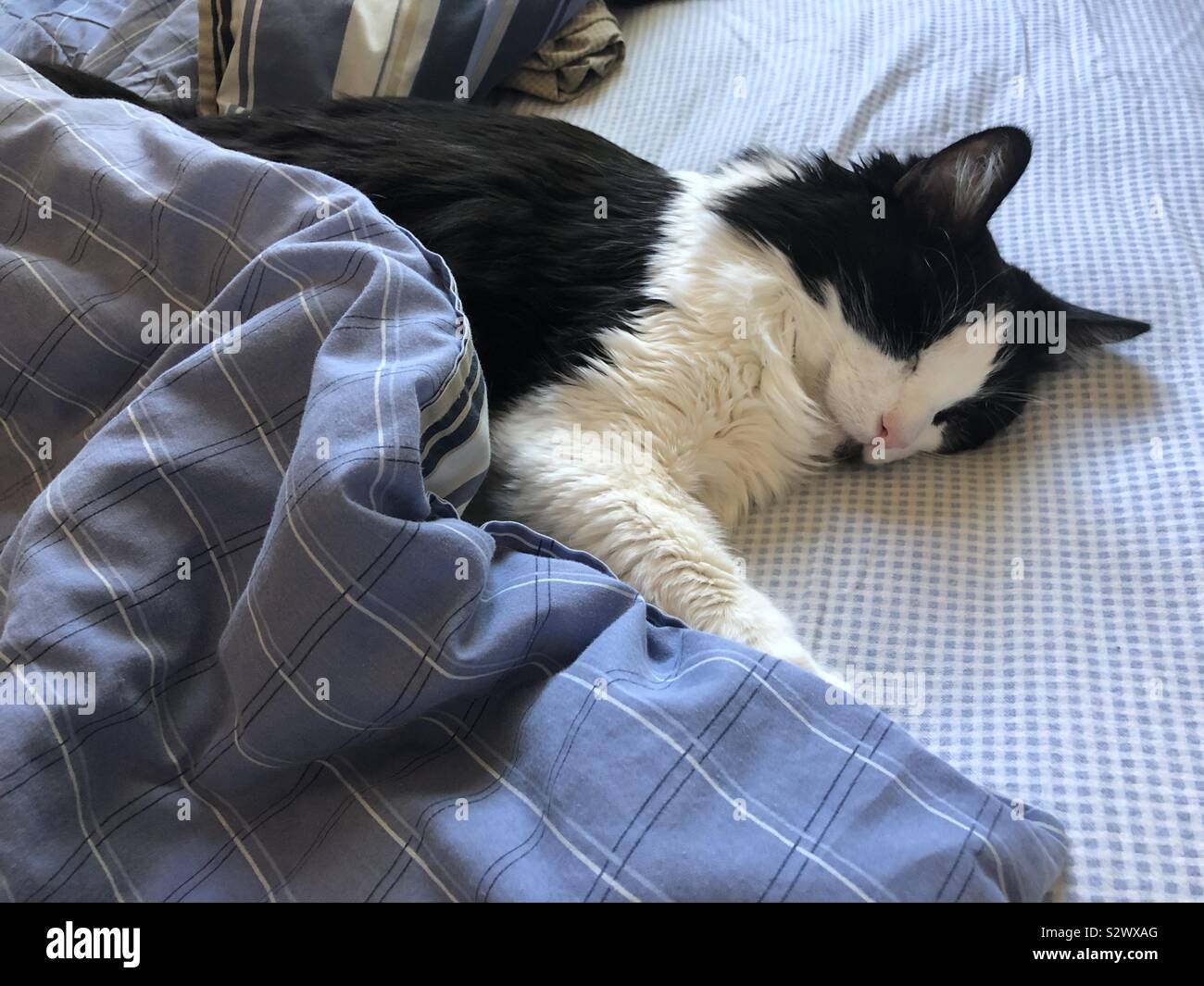 Fluffy at sleeping in bed Stock Photo - Alamy