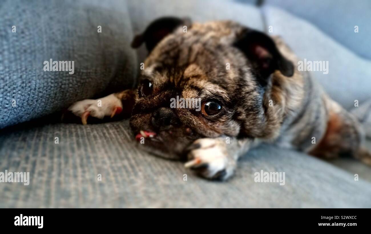 Life with pet hi-res stock photography and images - Alamy