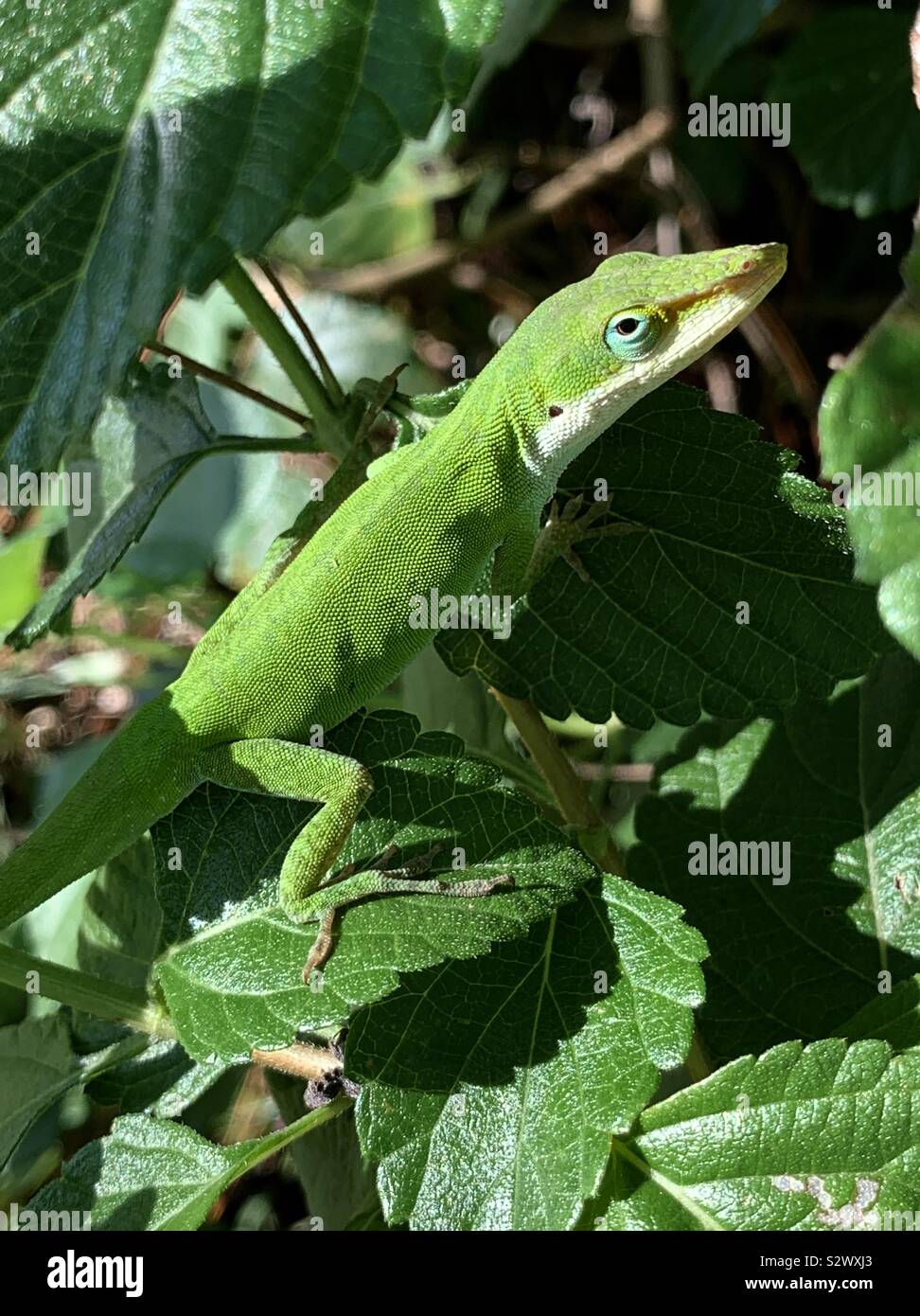 Anole lizards hi-res stock photography and images - Alamy