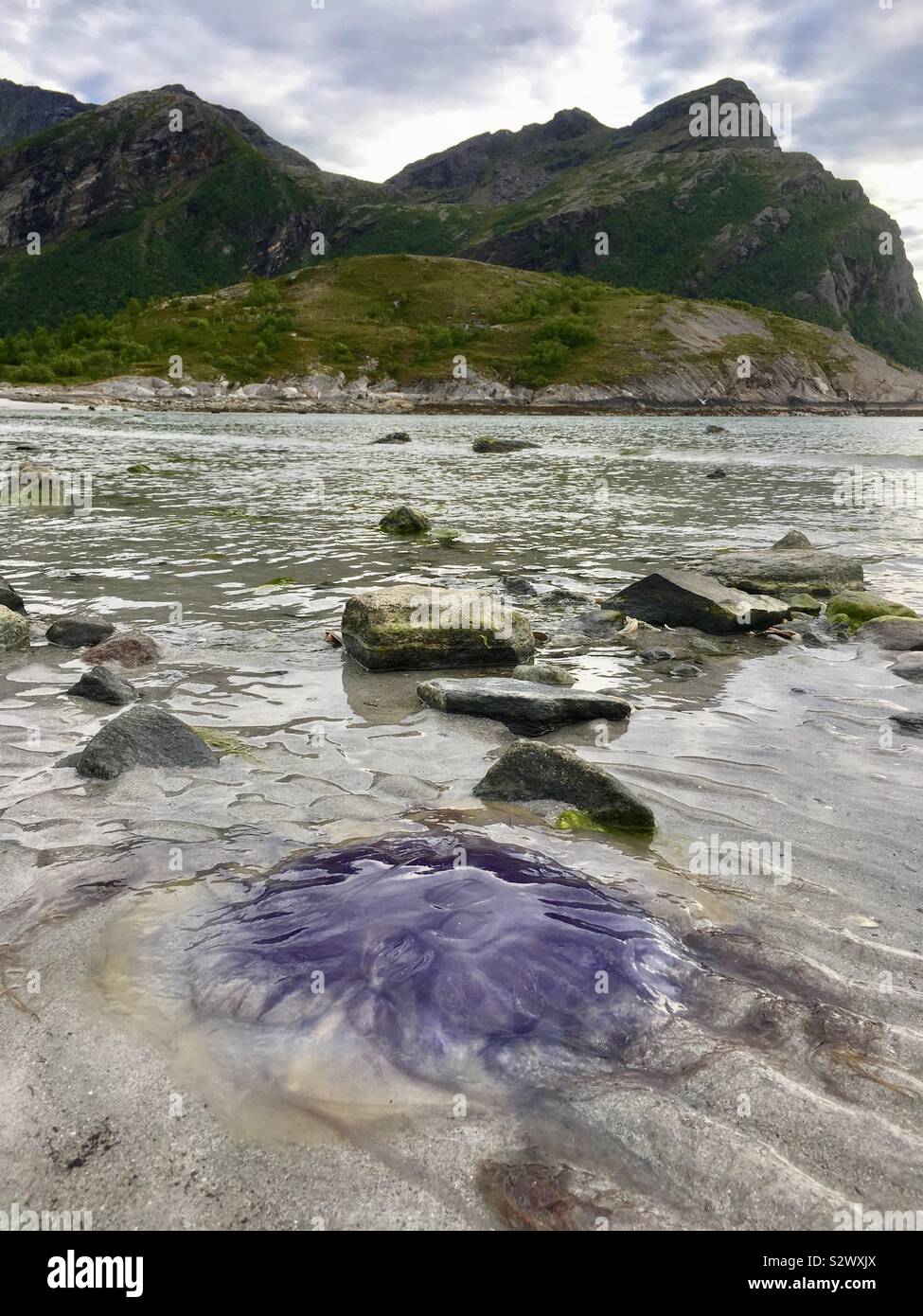 A stranded jellyfish at a beach in Kjerringøy Stock Photo - Alamy