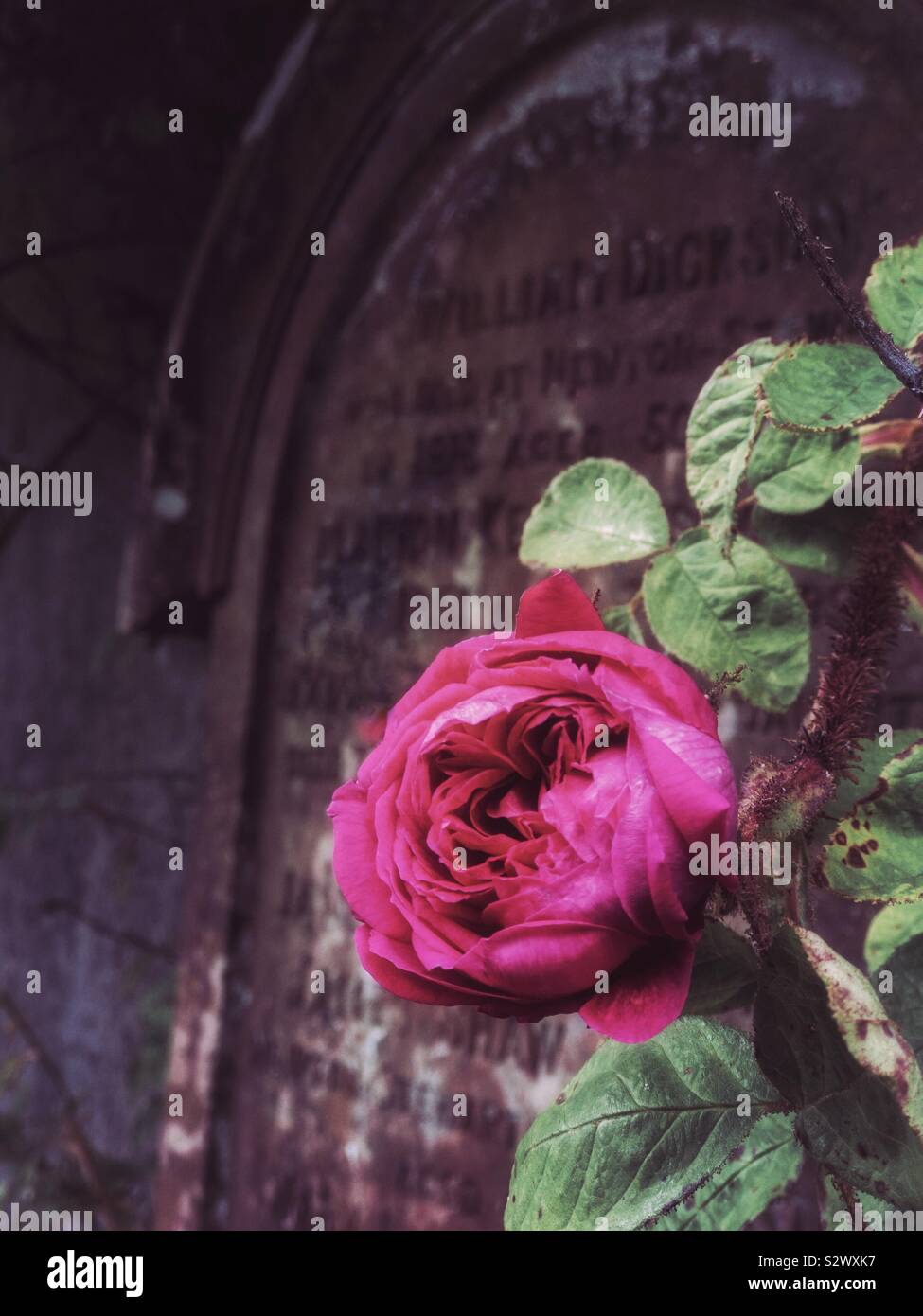 Old fashioned pink rose growing in a graveyard Stock Photo - Alamy