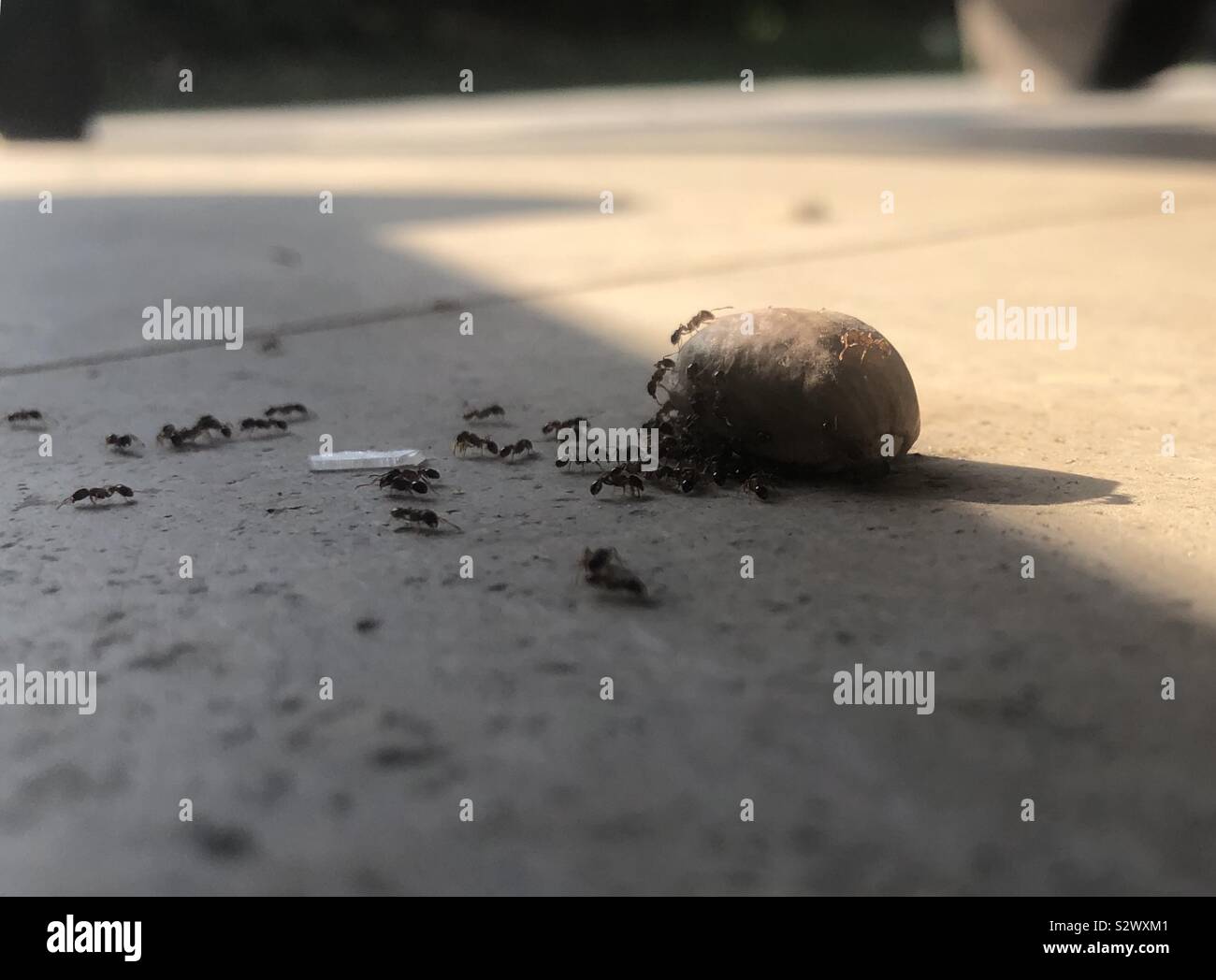 Turkey and ants hi-res stock photography and images - Alamy
