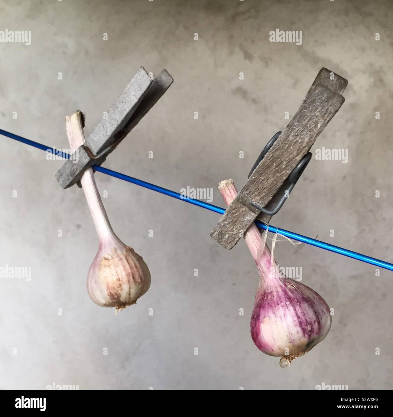 Freshly harvested garlic bulbs drying and curing Stock Photo - Alamy