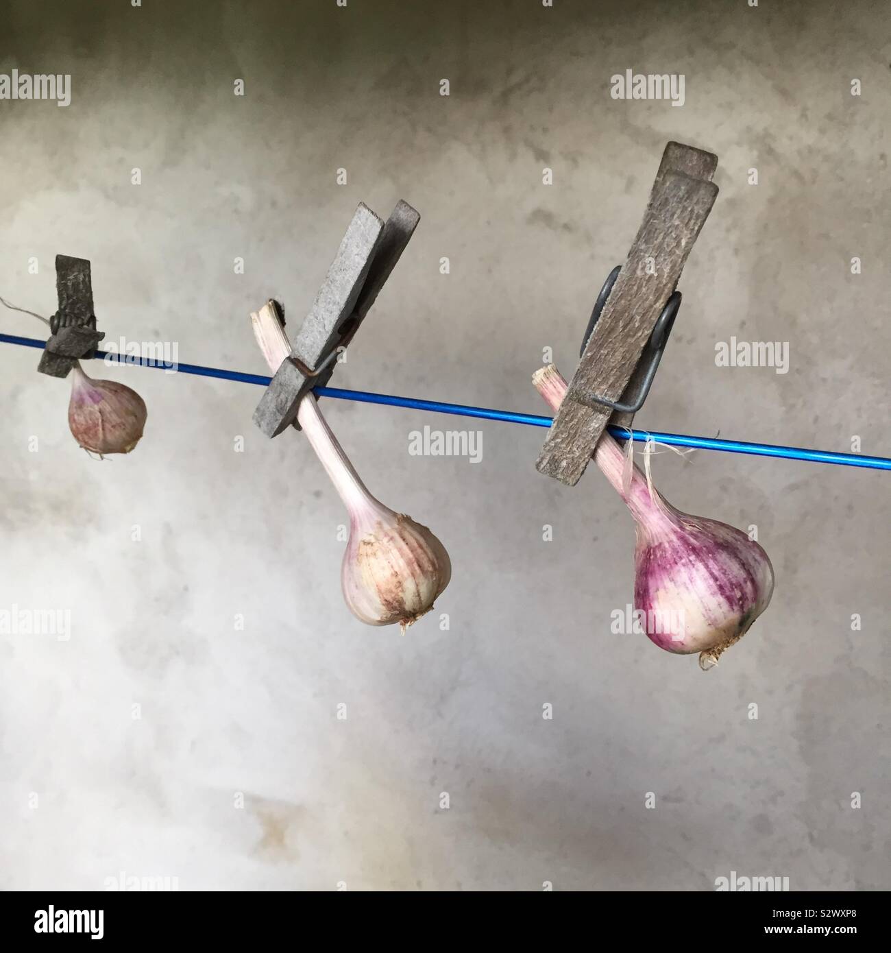 Freshly harvested garlic bulbs drying and curing Stock Photo - Alamy
