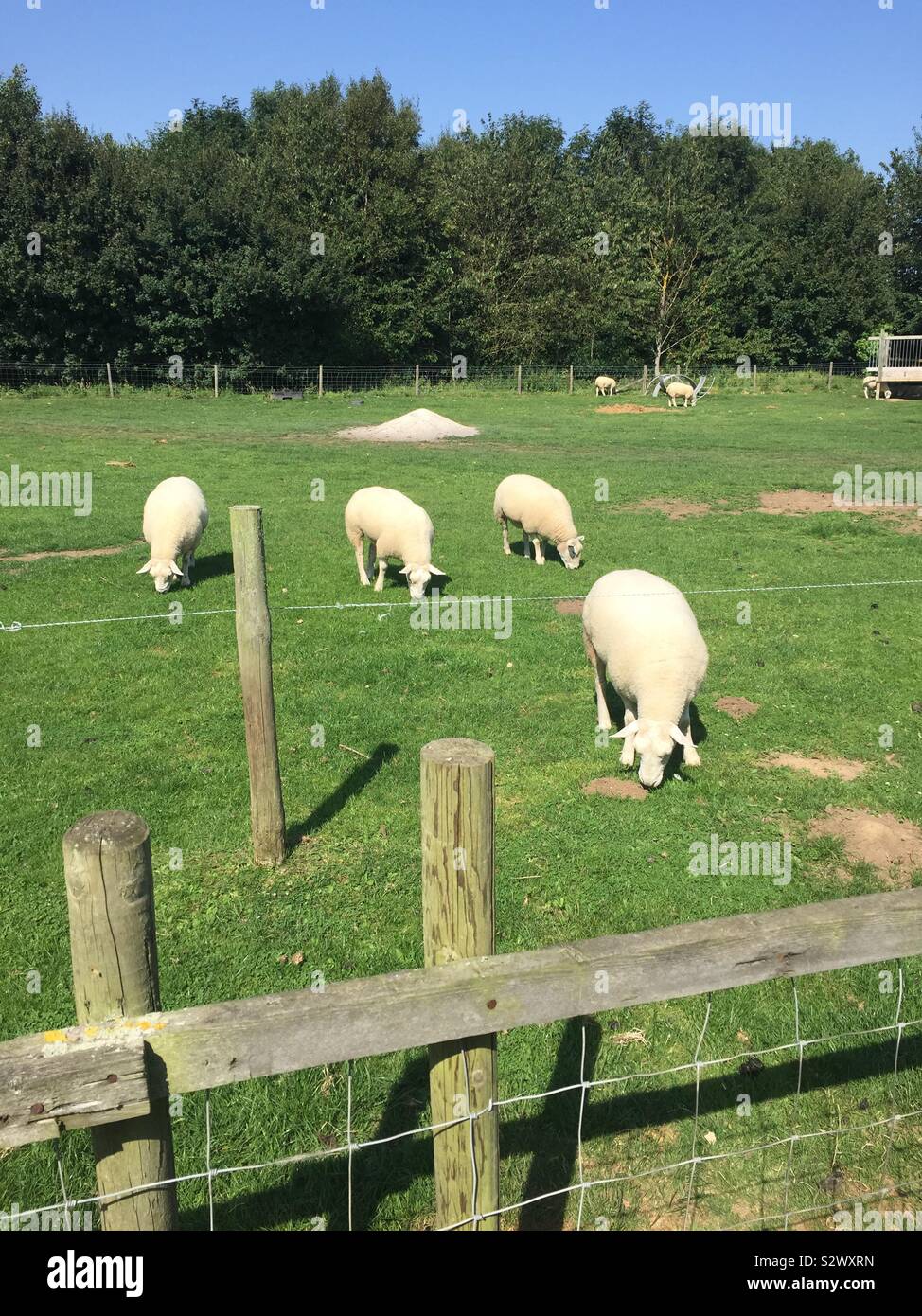 Ba ba white sheep Stock Photo - Alamy
