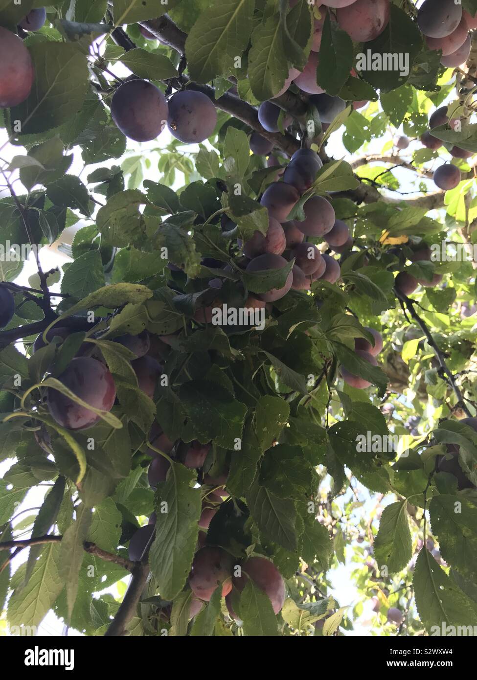 Prune tree hi-res stock photography and images - Alamy