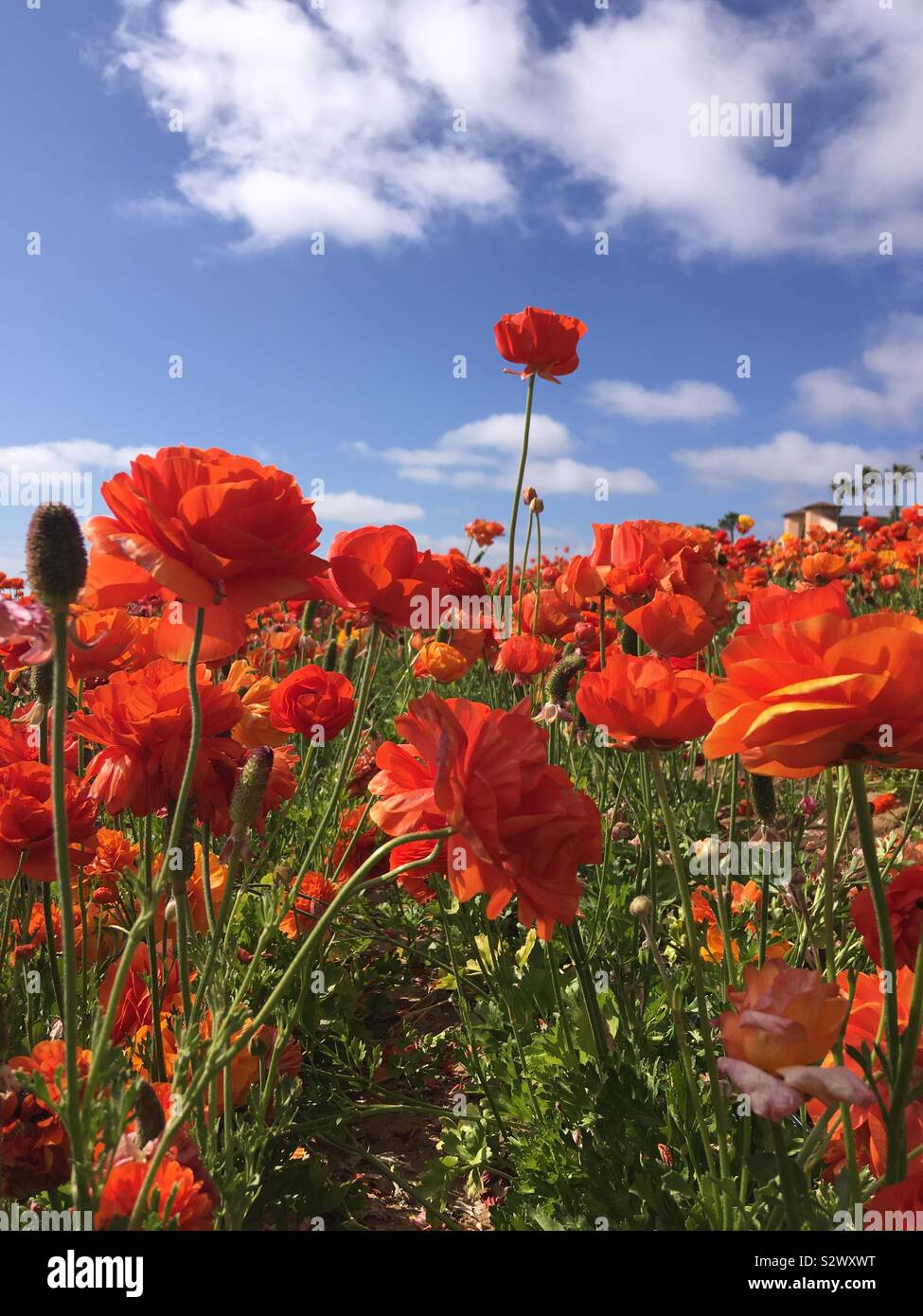 Ranunculus Flowers Carlsbad California Stock Photo - Alamy